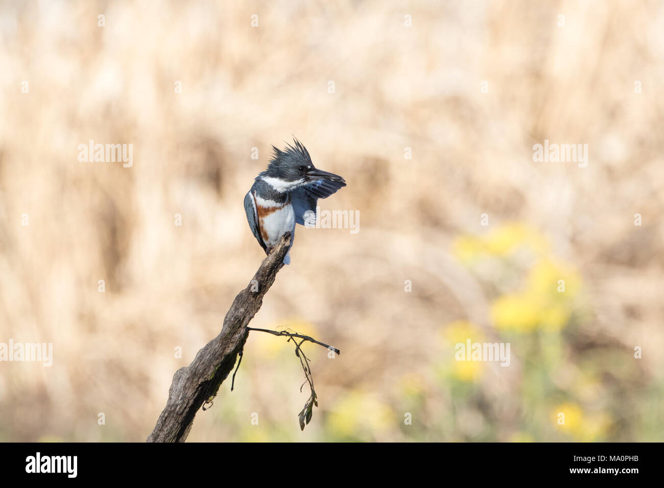A preening female belted kingfisher Stock Photo - Alamy