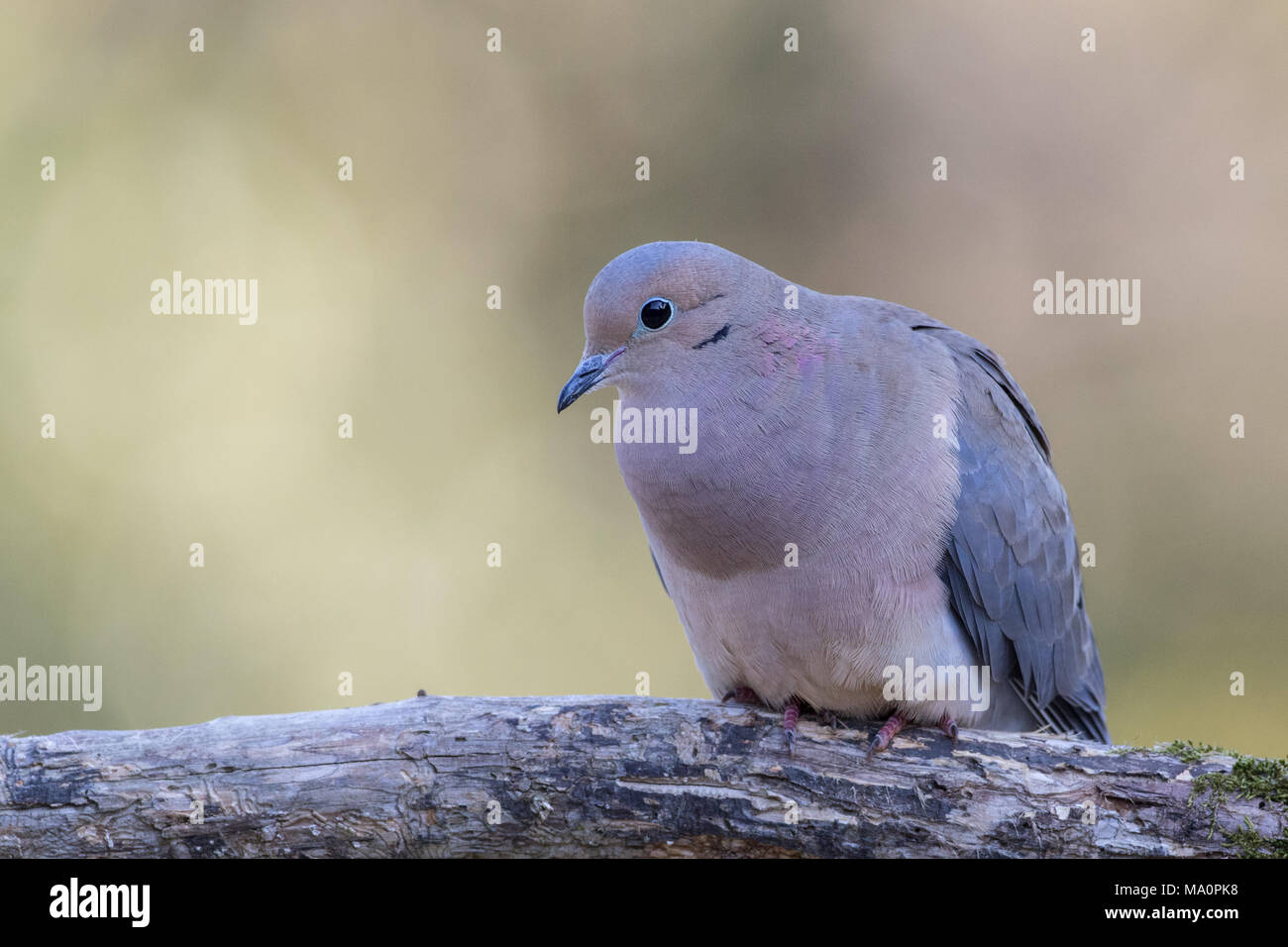 Dove symbol of peace hi-res stock photography and images - Alamy