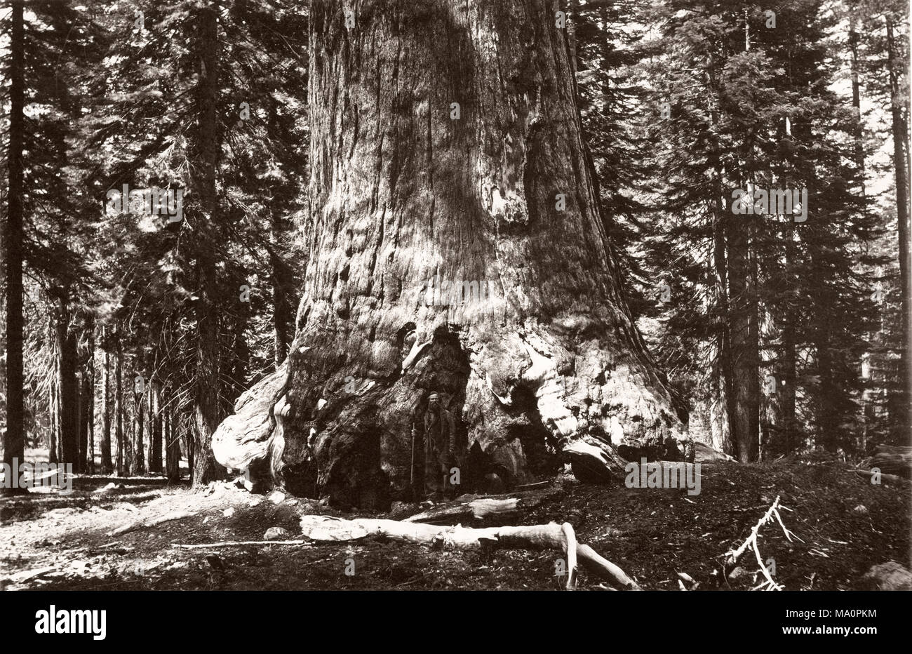 The wawona tree hi-res stock photography and images - Alamy