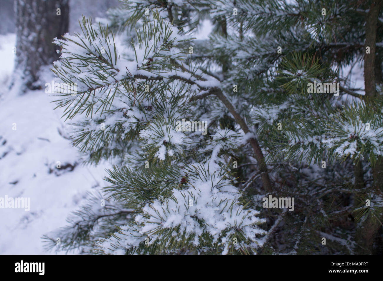 Branches fir hi-res stock photography and images - Alamy