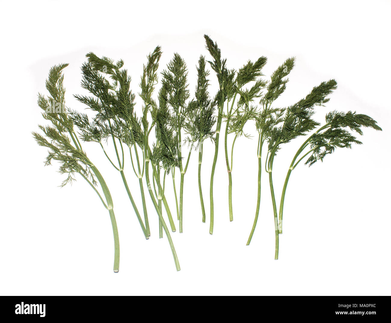 sprigs of dill isolated on white background Stock Photo - Alamy