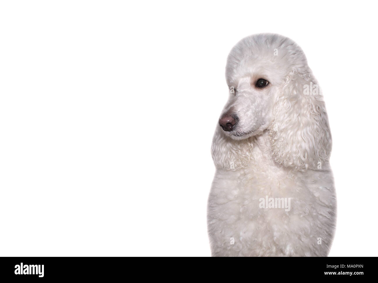 dog white poodle portrait on isolated white background Stock Photo - Alamy