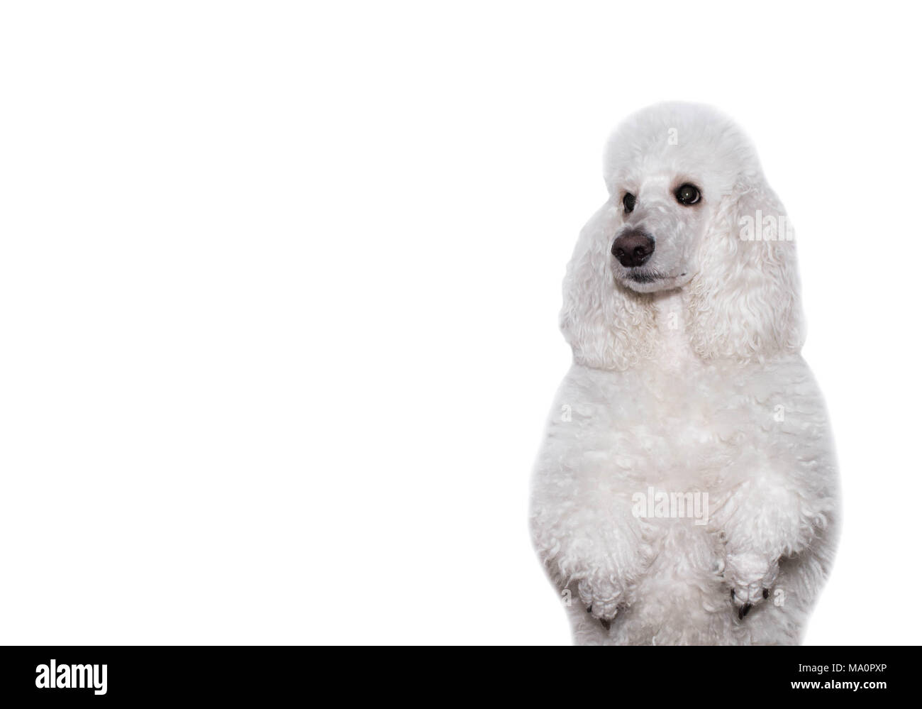 dog white poodle portrait on isolated white background Stock Photo - Alamy