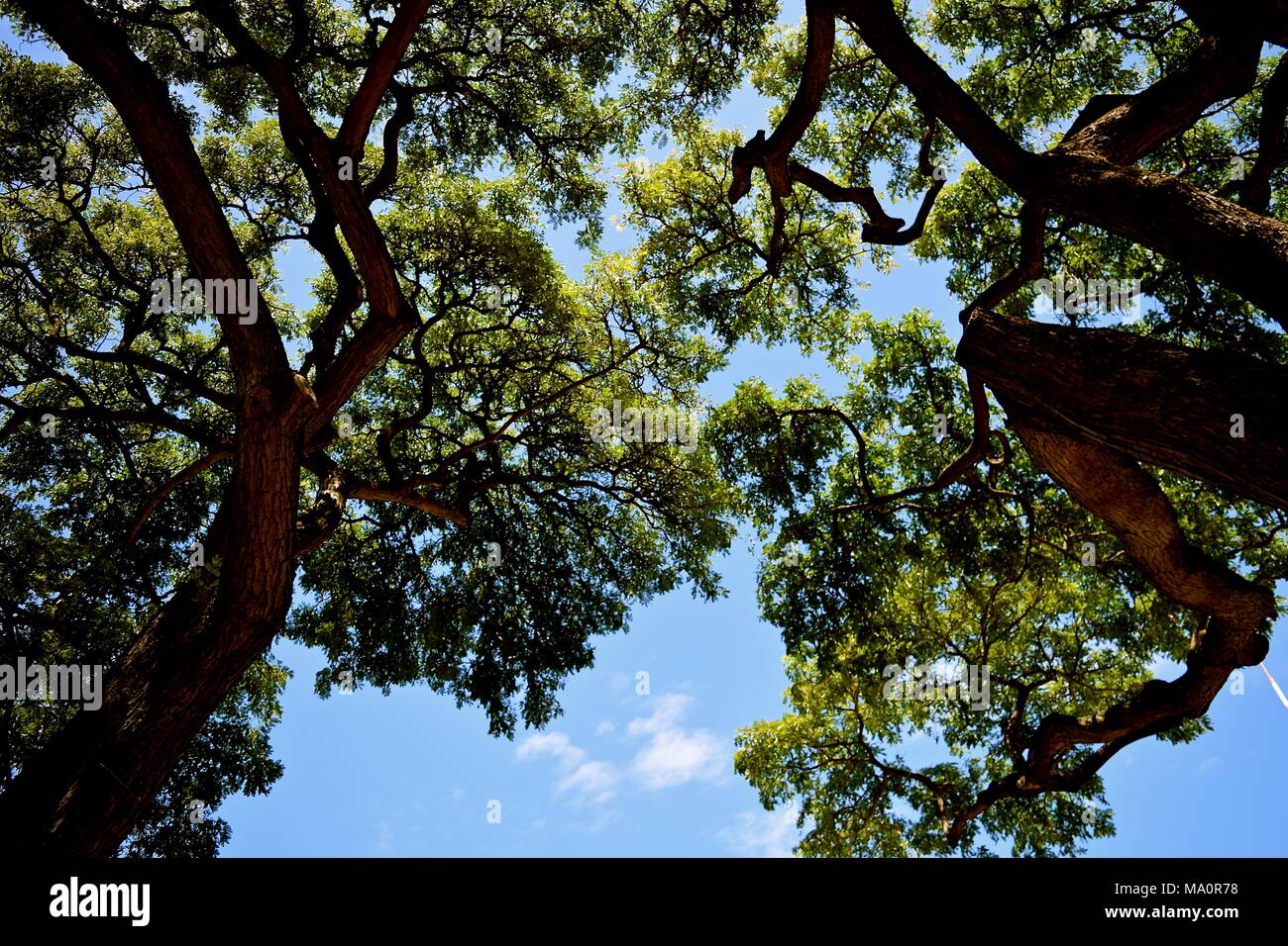 On a hot day under a tree is the best place to relax in the shade Stock ...