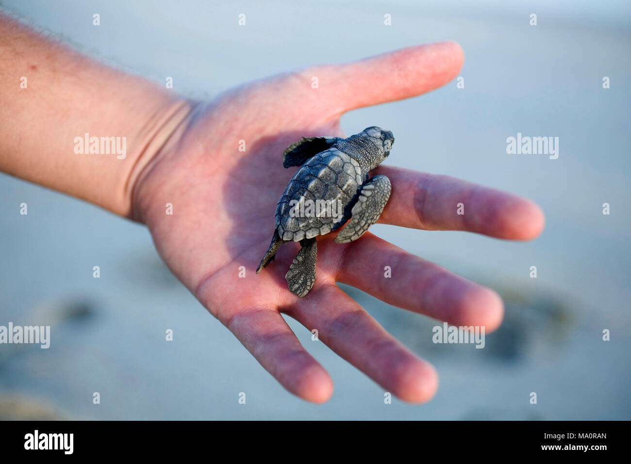 Newborn Baby Turtle Baby Snapping Turtles Are On The Move! Keep An Eye