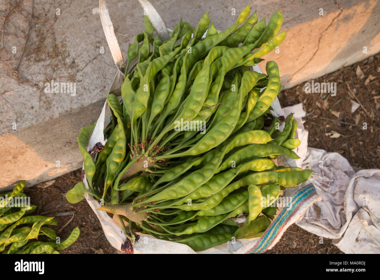 twisted cluster bean, is a plant of the genus Parkia in the family ...