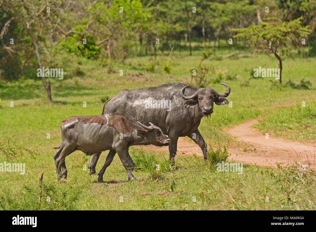 Mother and Baby Cape Buffalo after a mud bath in Lake Mburo National ...