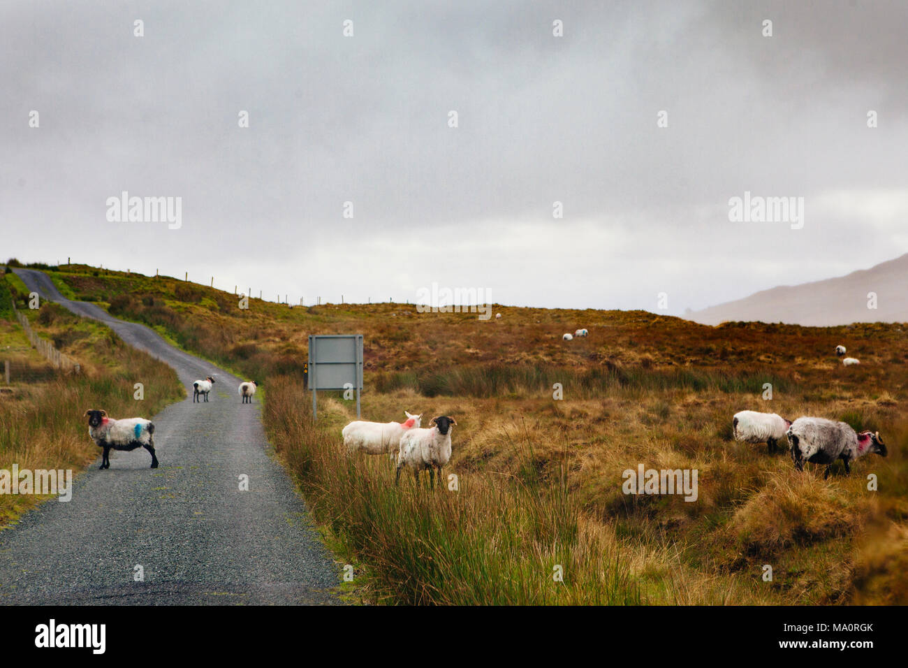 Sheep in the fjords in Carna, Connemara, Co. Galway, Ireland Stock ...