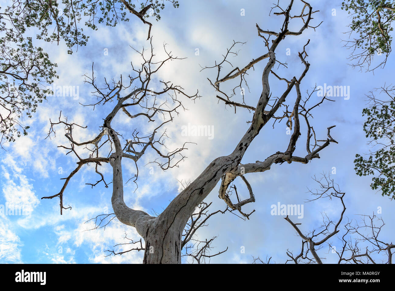 Dry tree on cloudy and blue sky Stock Photo - Alamy