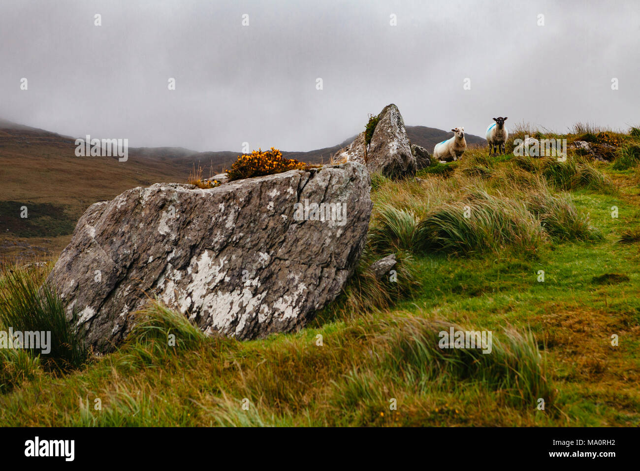 Carna hi-res stock photography and images - Alamy