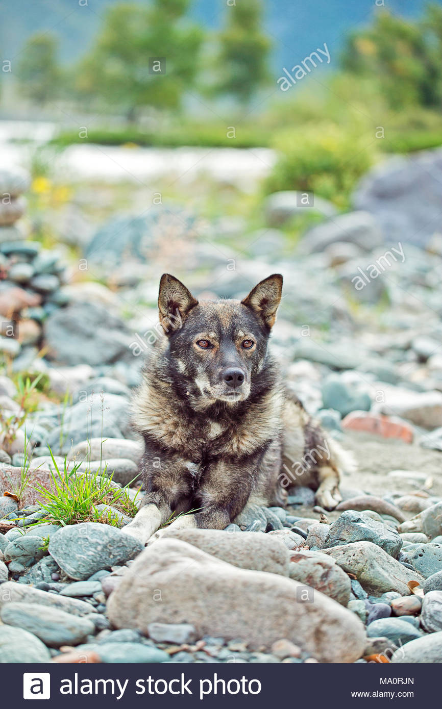 Altai Dog Stock Photos & Altai Dog Stock Images - Alamy