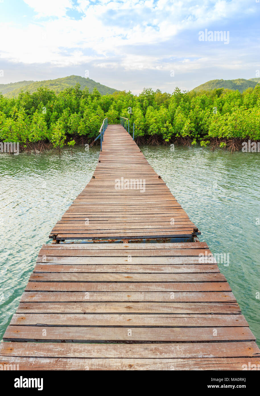 Tree mangrove ancient hi-res stock photography and images - Alamy