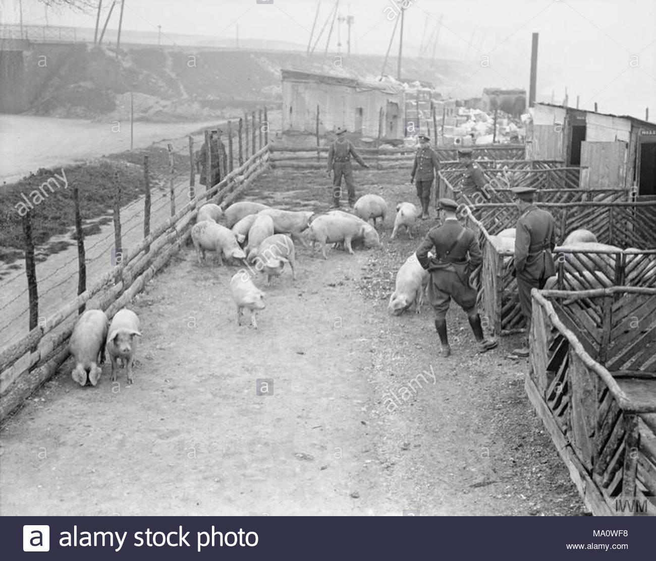 Pig Swill Stock Photos & Pig Swill Stock Images - Alamy