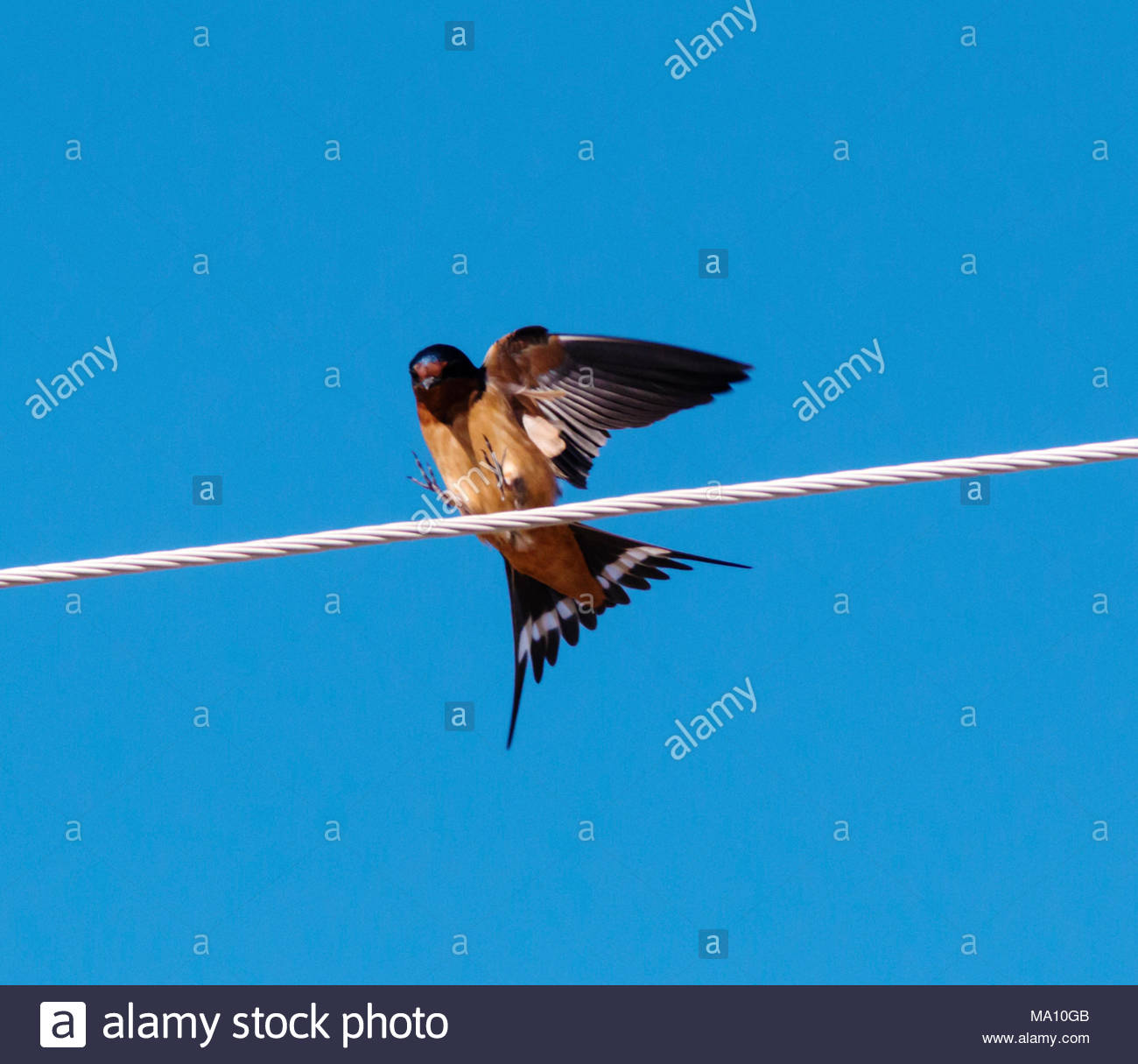 Barn Swallow Flight Stock Photos & Barn Swallow Flight Stock Images - Alamy