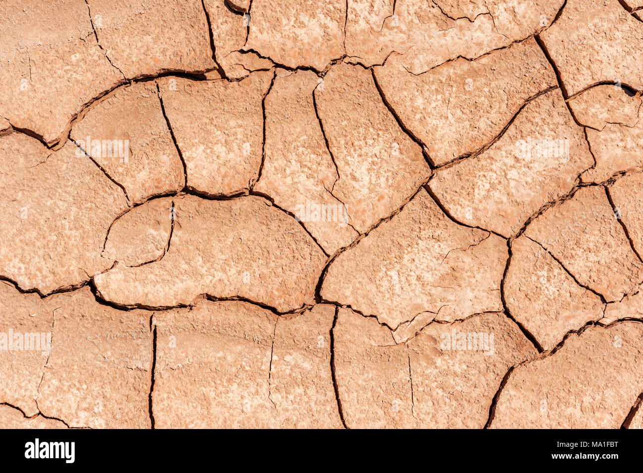 Cracked Desert Floor