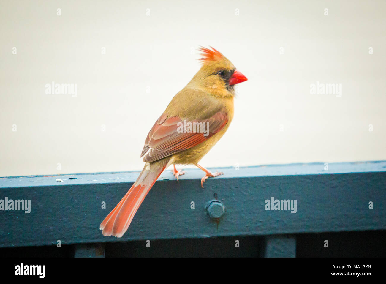 Northern cardinal female bird outside alone macro Stock Photo - Alamy
