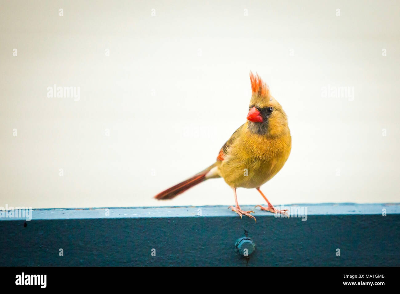 Northern cardinal female bird outside alone macro Stock Photo - Alamy