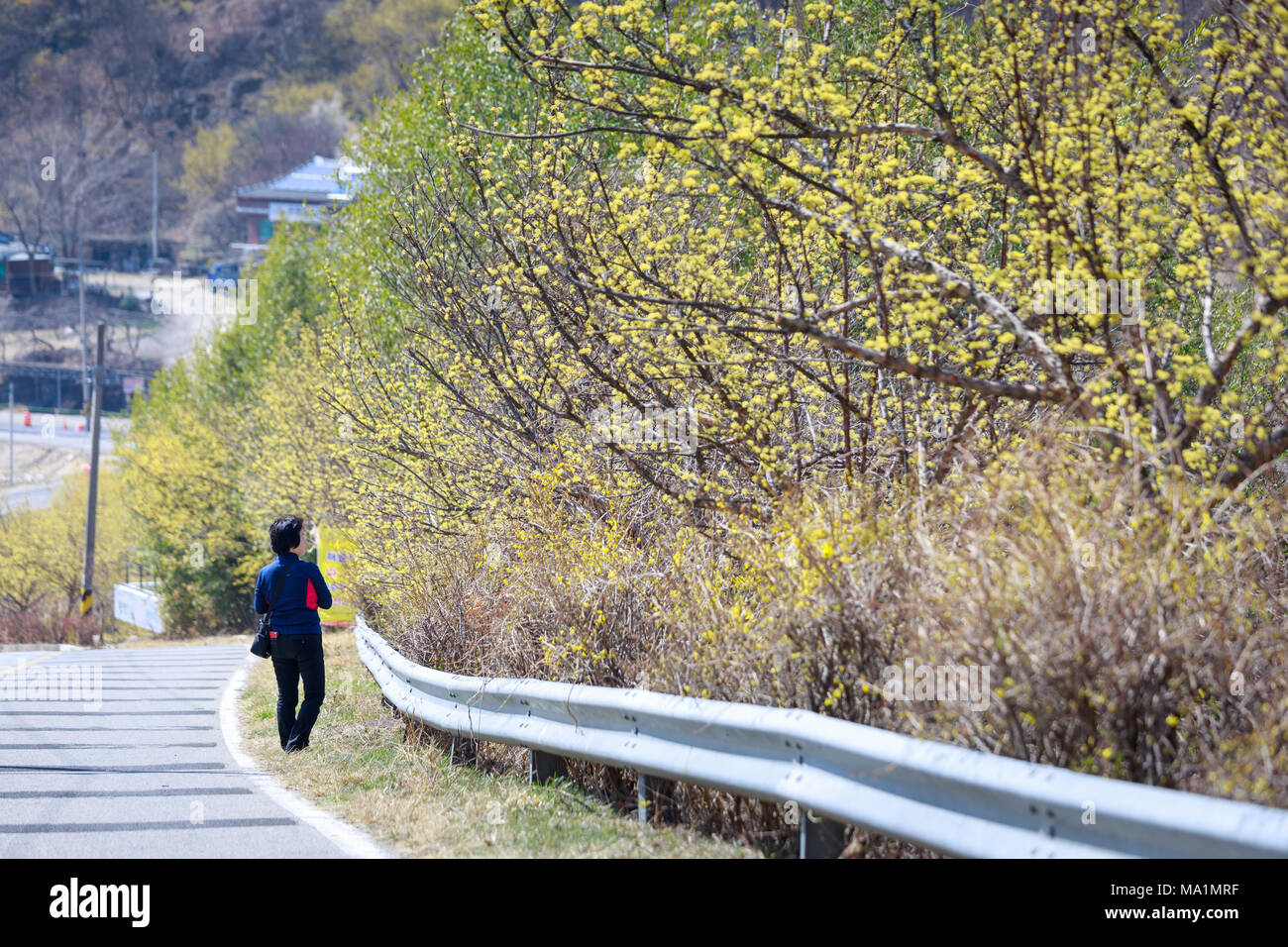 Gurye county hi-res stock photography and images - Alamy