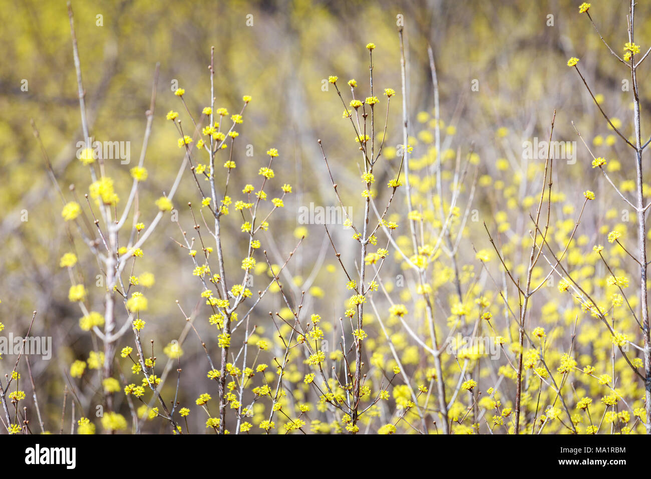Scenery of Cornus officinalis flower festival in Gurye, South Korea ...