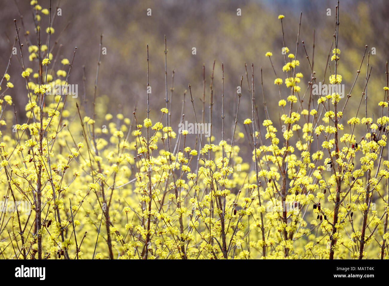 Gurye county hi-res stock photography and images - Alamy