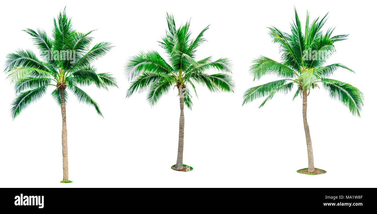 Set of coconut tree isolated on white background used for advertising ...
