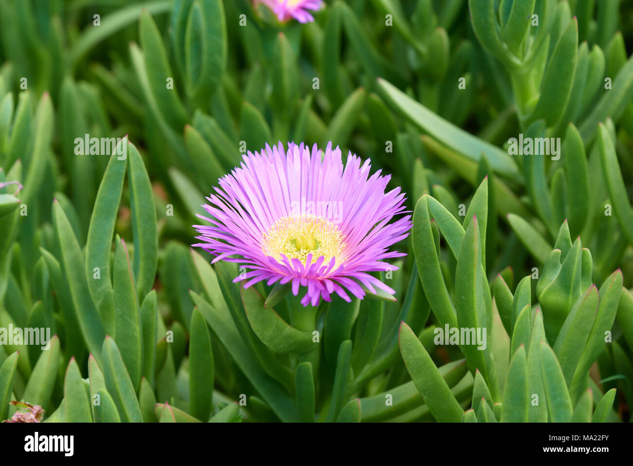 Carpobrotus hi-res stock photography and images - Alamy