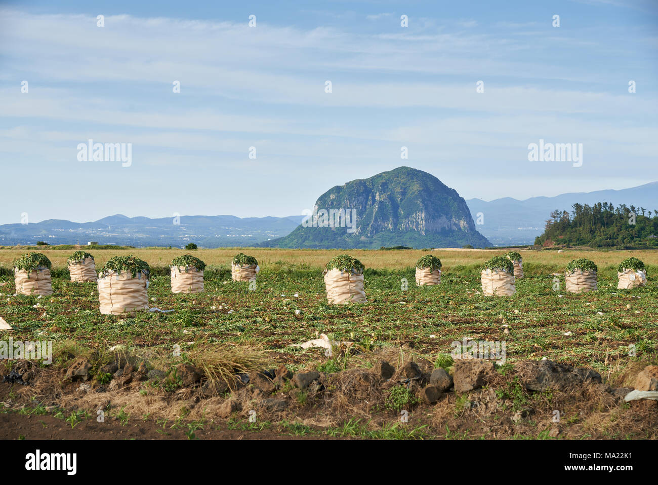 Daikon island hi-res stock photography and images - Alamy