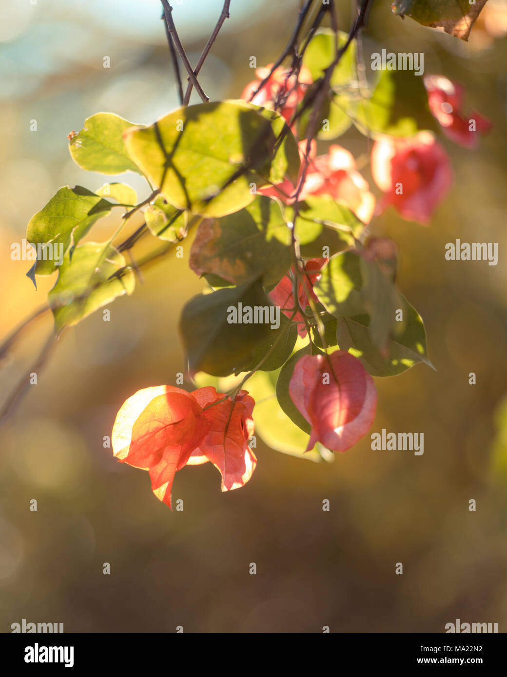 Red and green tree leaves with the sun behind Stock Photo - Alamy