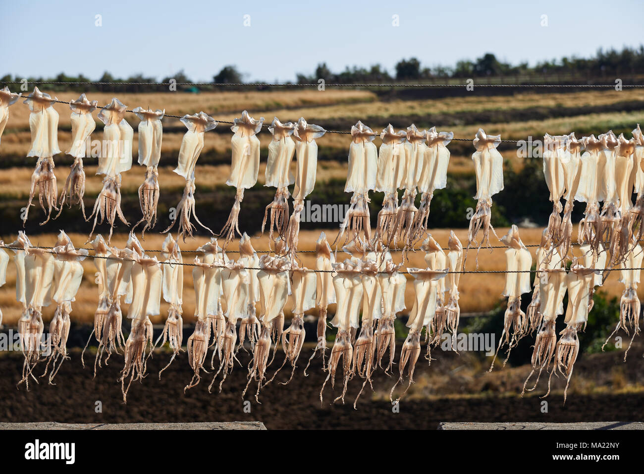dried Squids hung on a line in the background of spring farm fields in ...