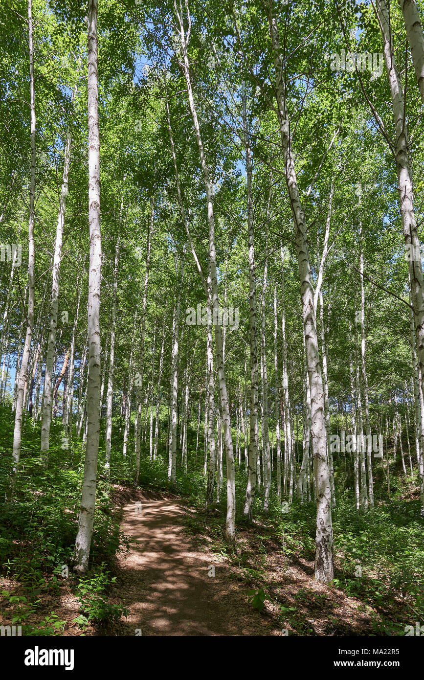 Wondae-ri birch forest in Inje-gun, Korea. The forest is a famous ...