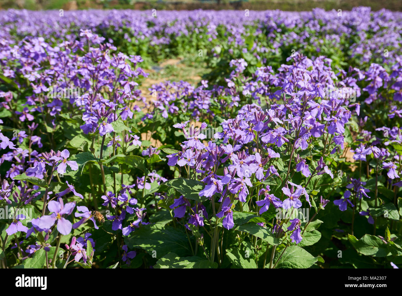 Purple rape flower(also called canola flower). It's botanical name is ...
