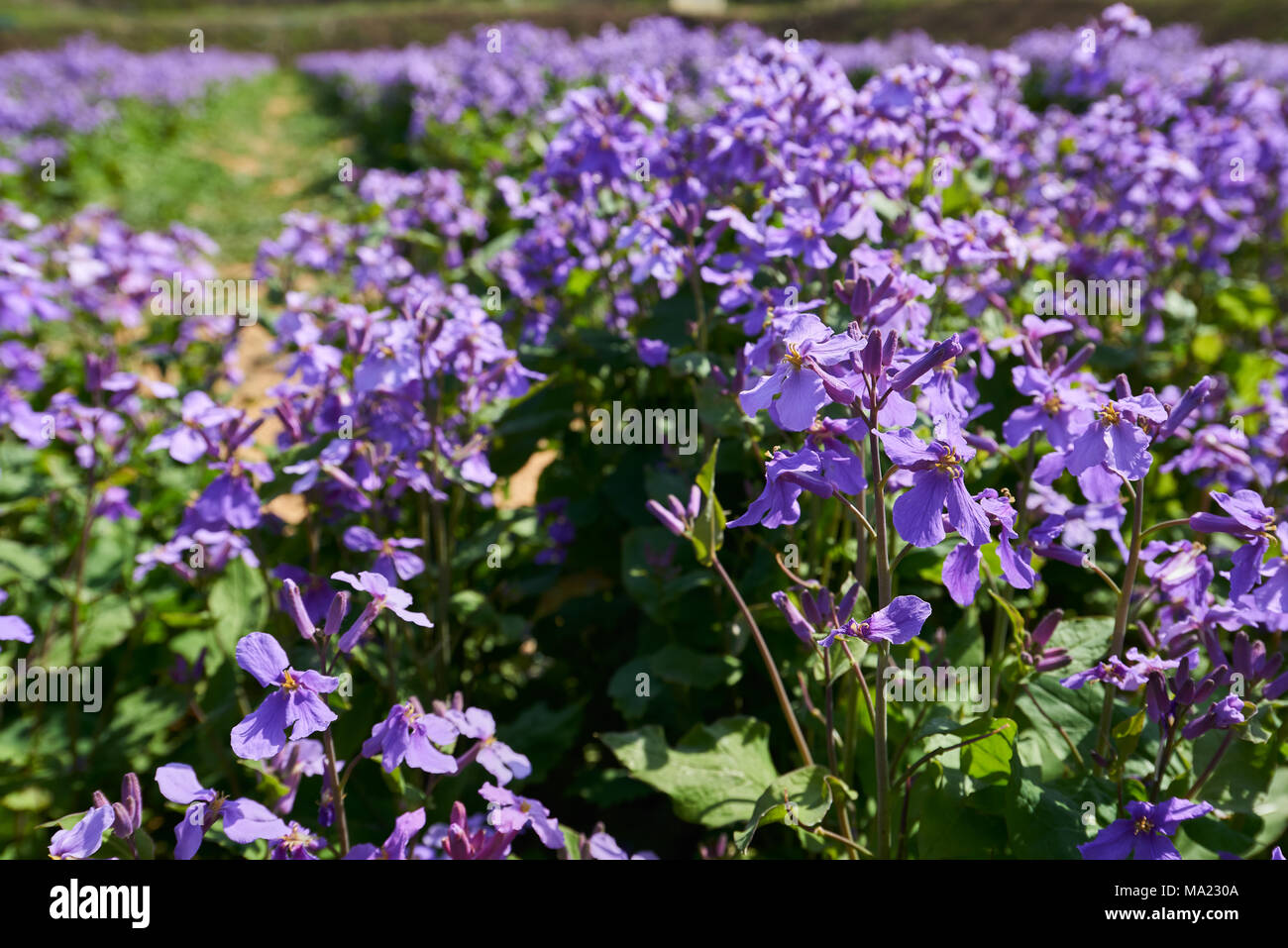 Purple rape flower(also called canola flower). It's botanical name is ...