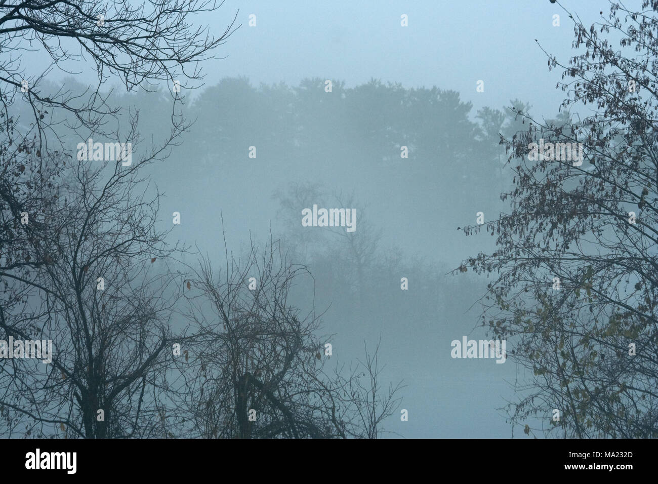 Trees in Mist Stock Photo - Alamy