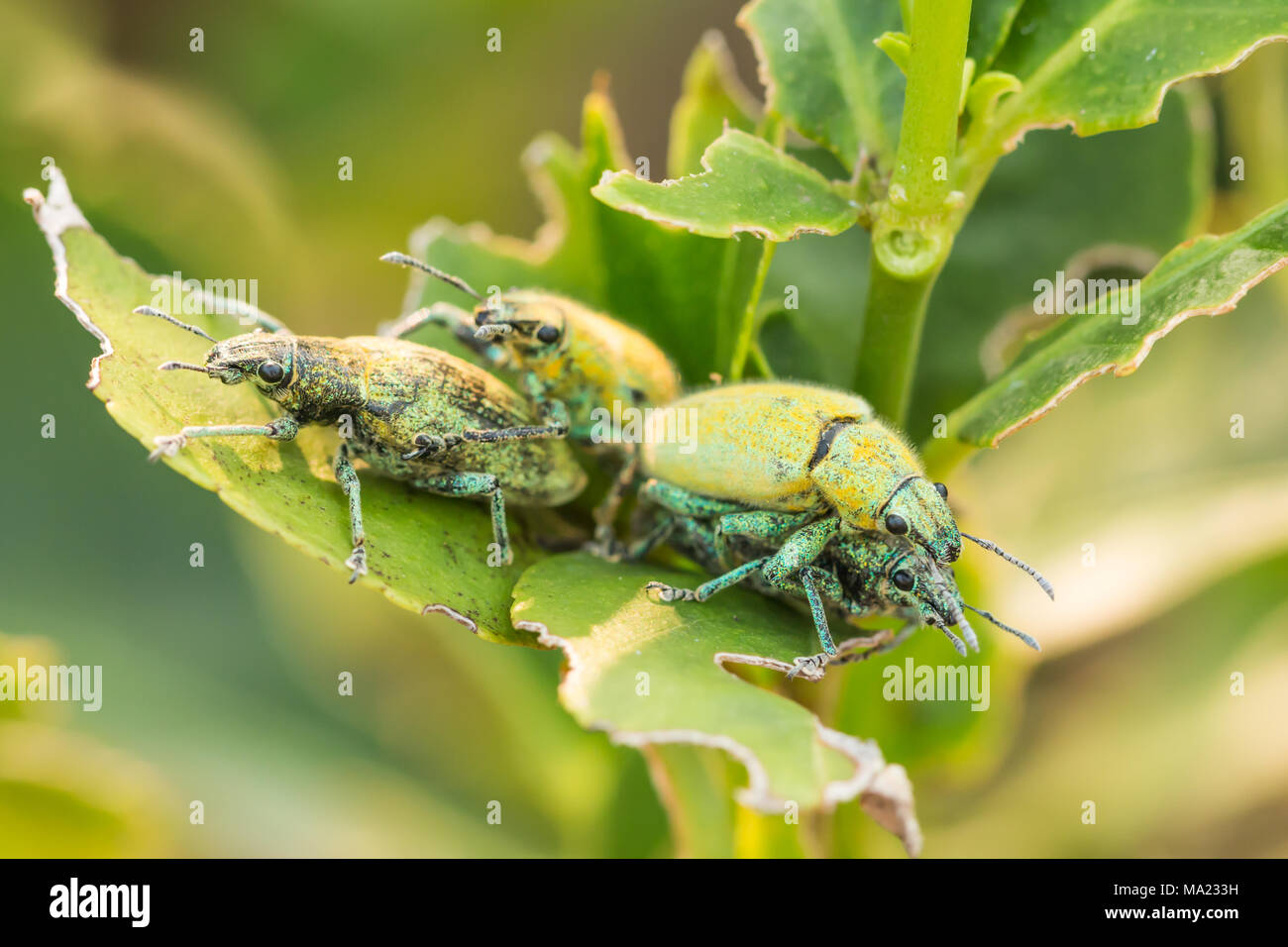 Four Hypomeces squamosus (Green weevil), Greenish yellow insect on ...