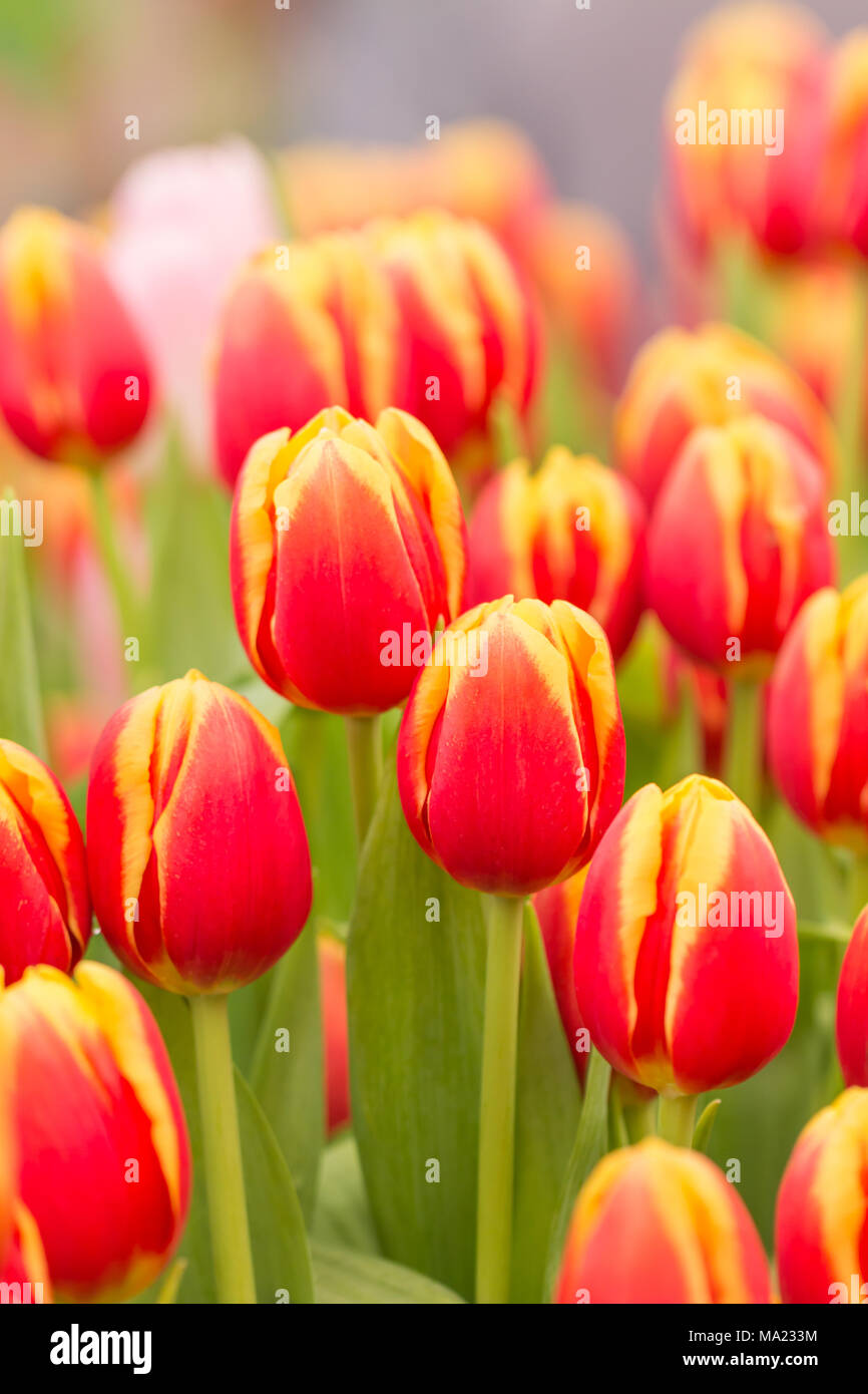 Beautiful tulips Stock Photo - Alamy