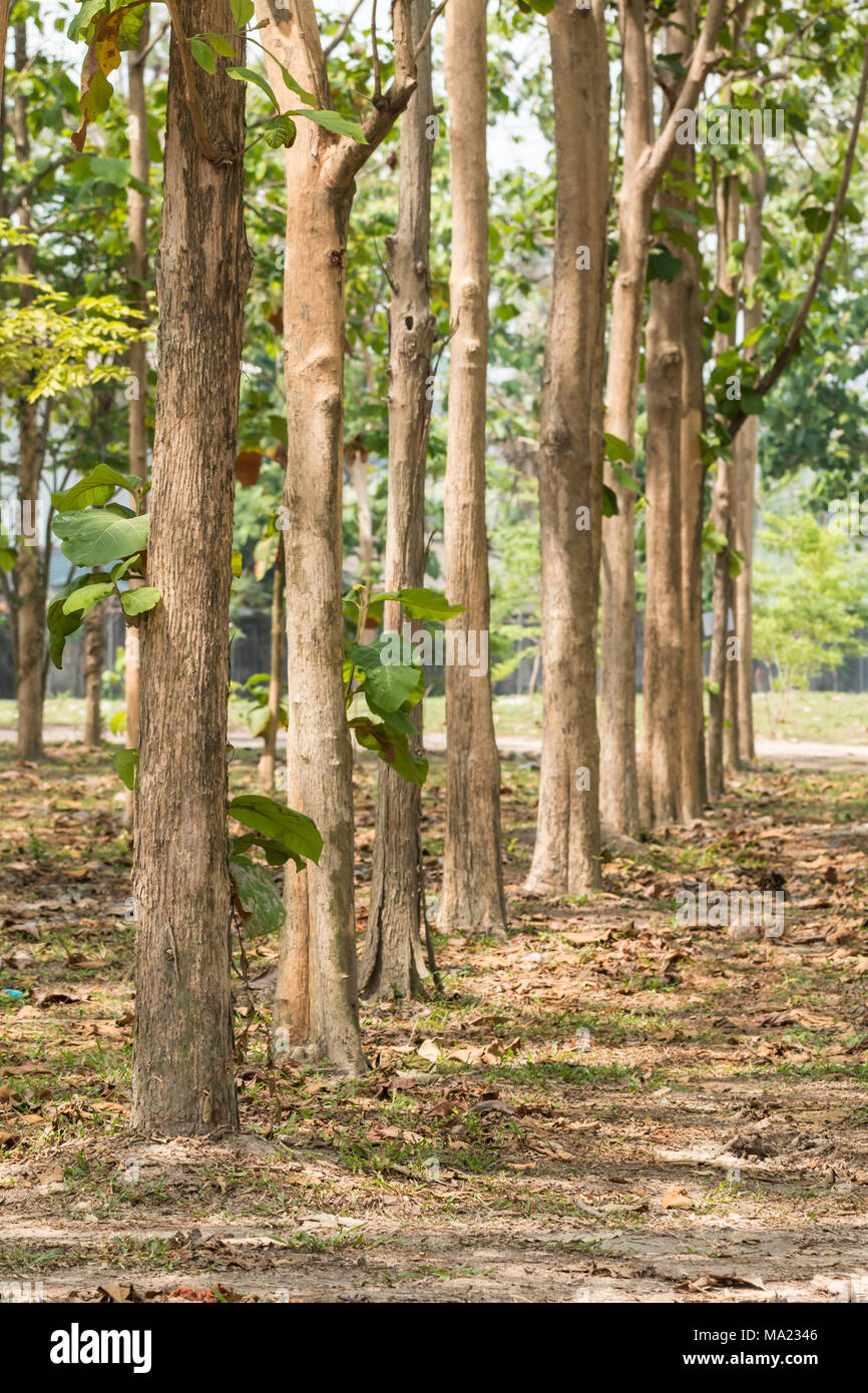 Teak Tree Fruit