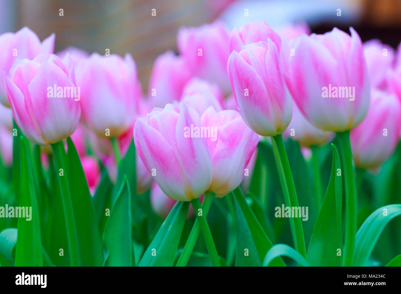 Beautiful tulips Stock Photo - Alamy