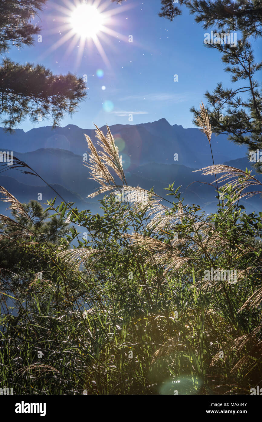 Alishan national park hi-res stock photography and images - Alamy