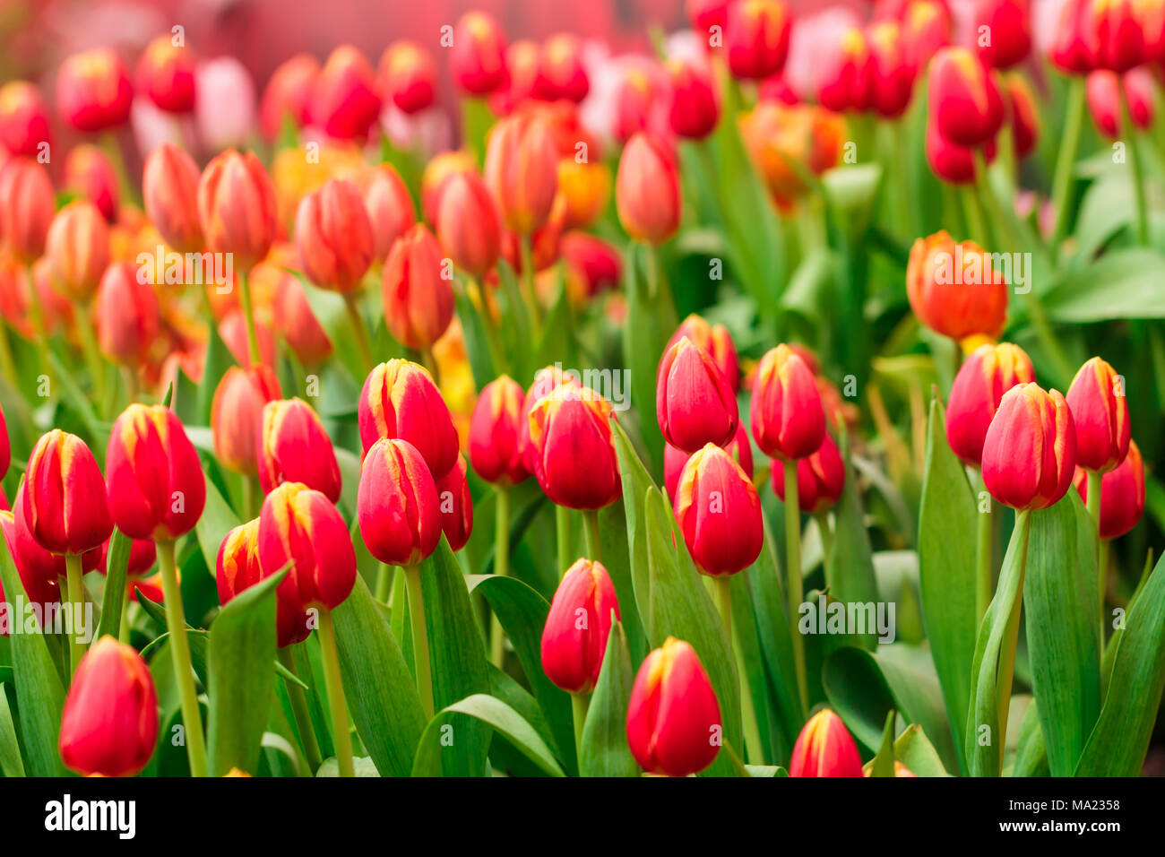 Beautiful tulips Stock Photo - Alamy