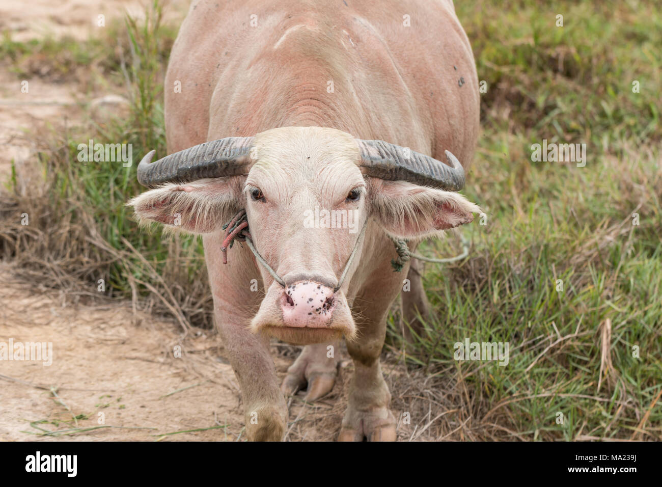 Albino buffalo hi-res stock photography and images - Alamy