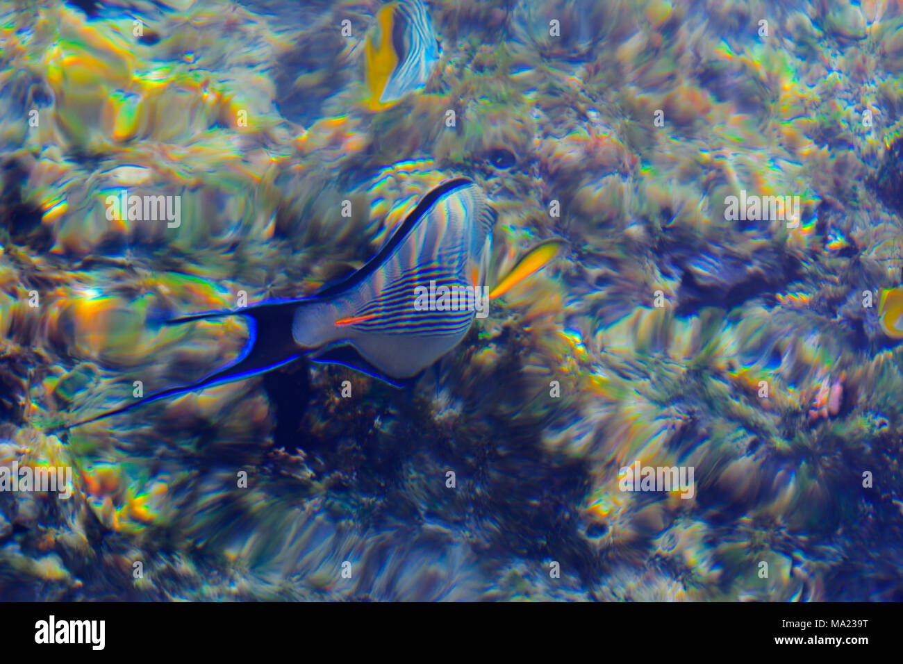 Multicolored beautiful red sea fish over the thickness of the water on ...