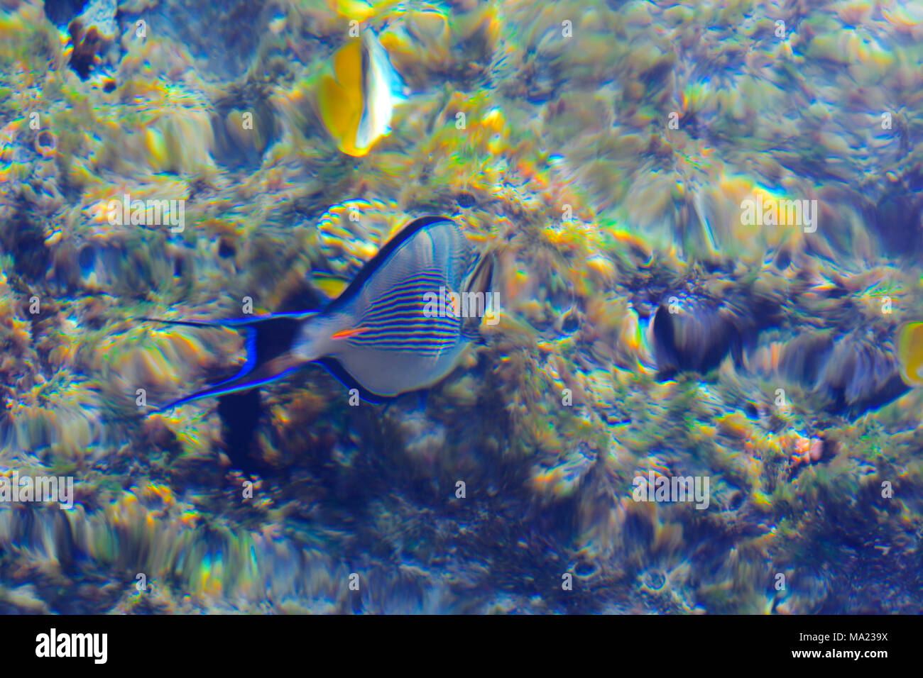 Tropical fish on the reefs of the red sea hi-res stock photography and ...