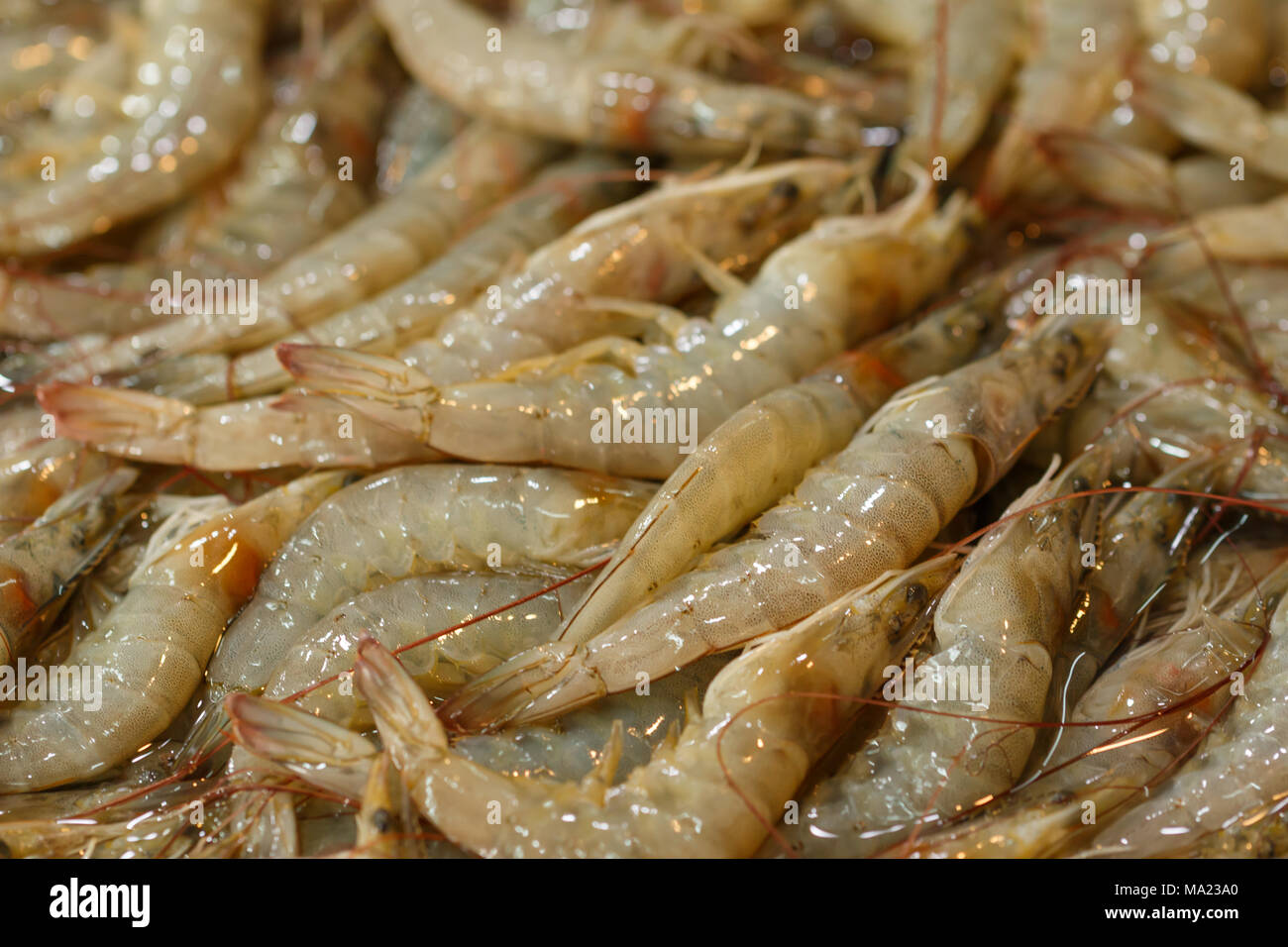 Fresh Banana shrimp in seafood market , Thailand Stock Photo - Alamy