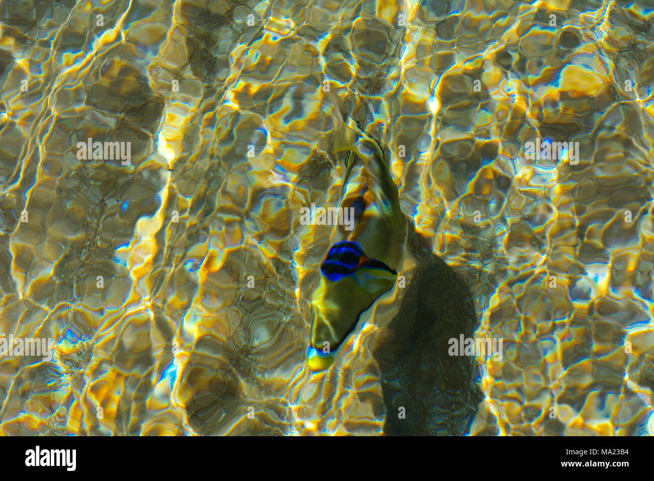 Multicolored beautiful red sea fish over the thickness of the water on ...