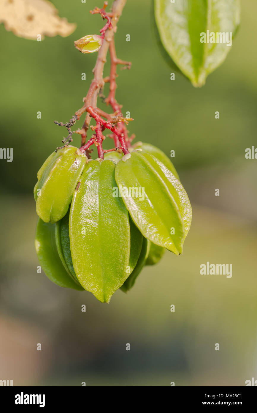 Green star apple on tree Stock Photo - Alamy