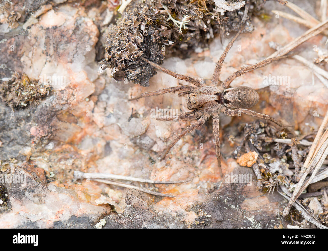 Giant fox spider Stock Photo - Alamy