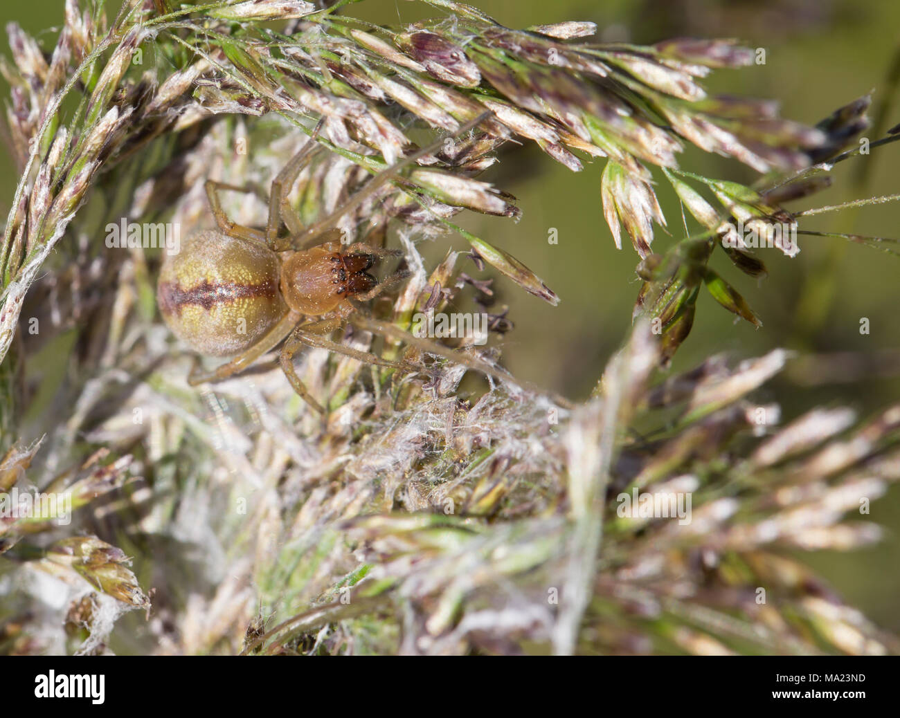 Yellow sac hi-res stock photography and images - Alamy