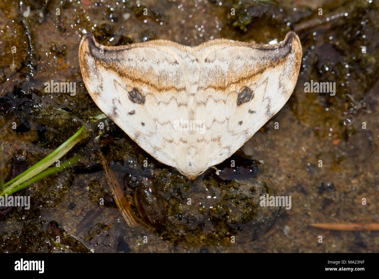 Pebble hook tip moth Stock Photo - Alamy