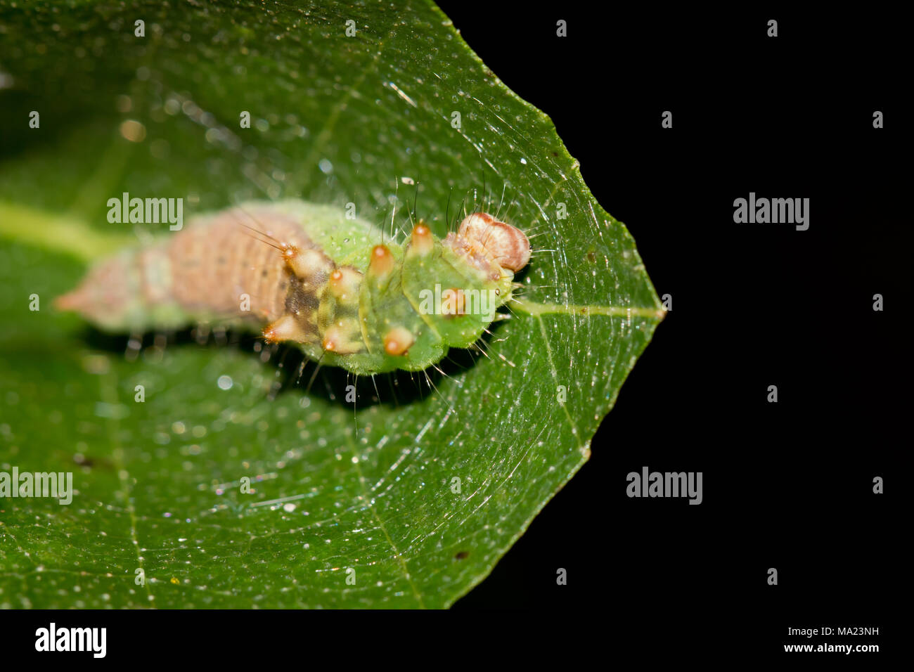 Pebble Hook Tip Moth High Resolution Stock Photography and Images - Alamy