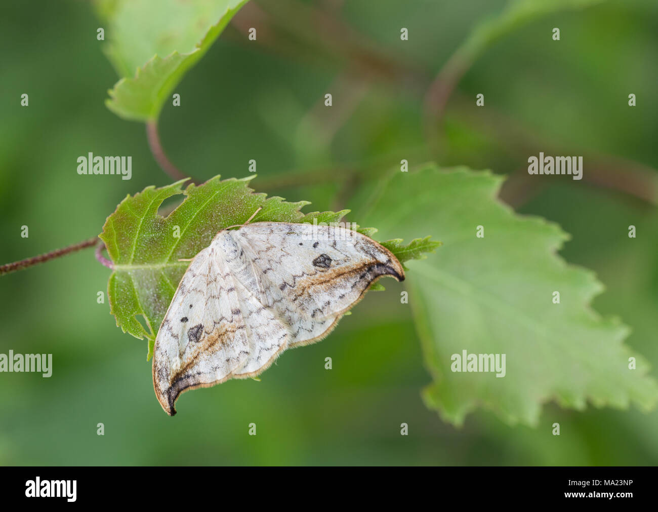 Pebble hook tip moth Stock Photo - Alamy